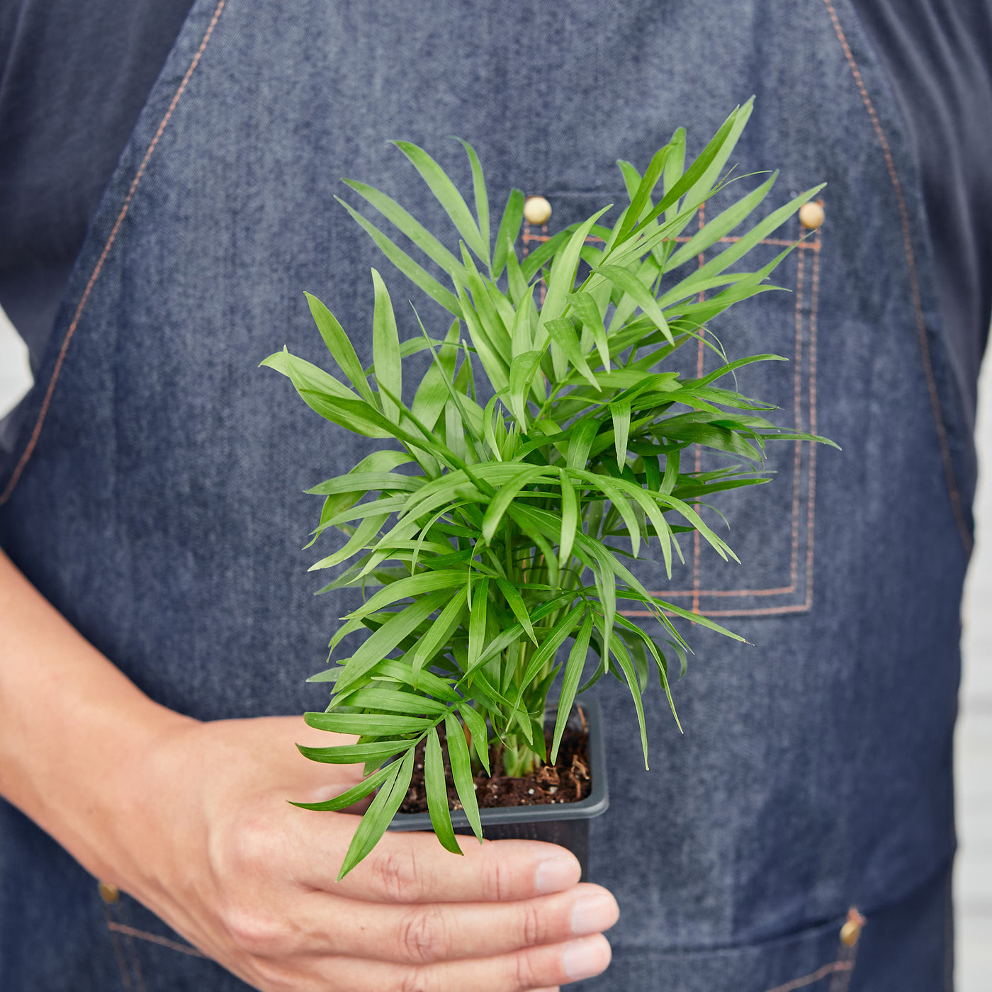 Parlor Palm | Indoor Plant | Tropical Plant | Chamaedorea elegans ...