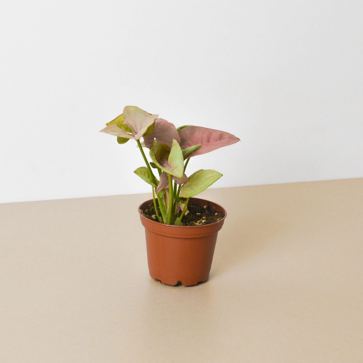 Syngonium Care Guide — House Plant Shop
