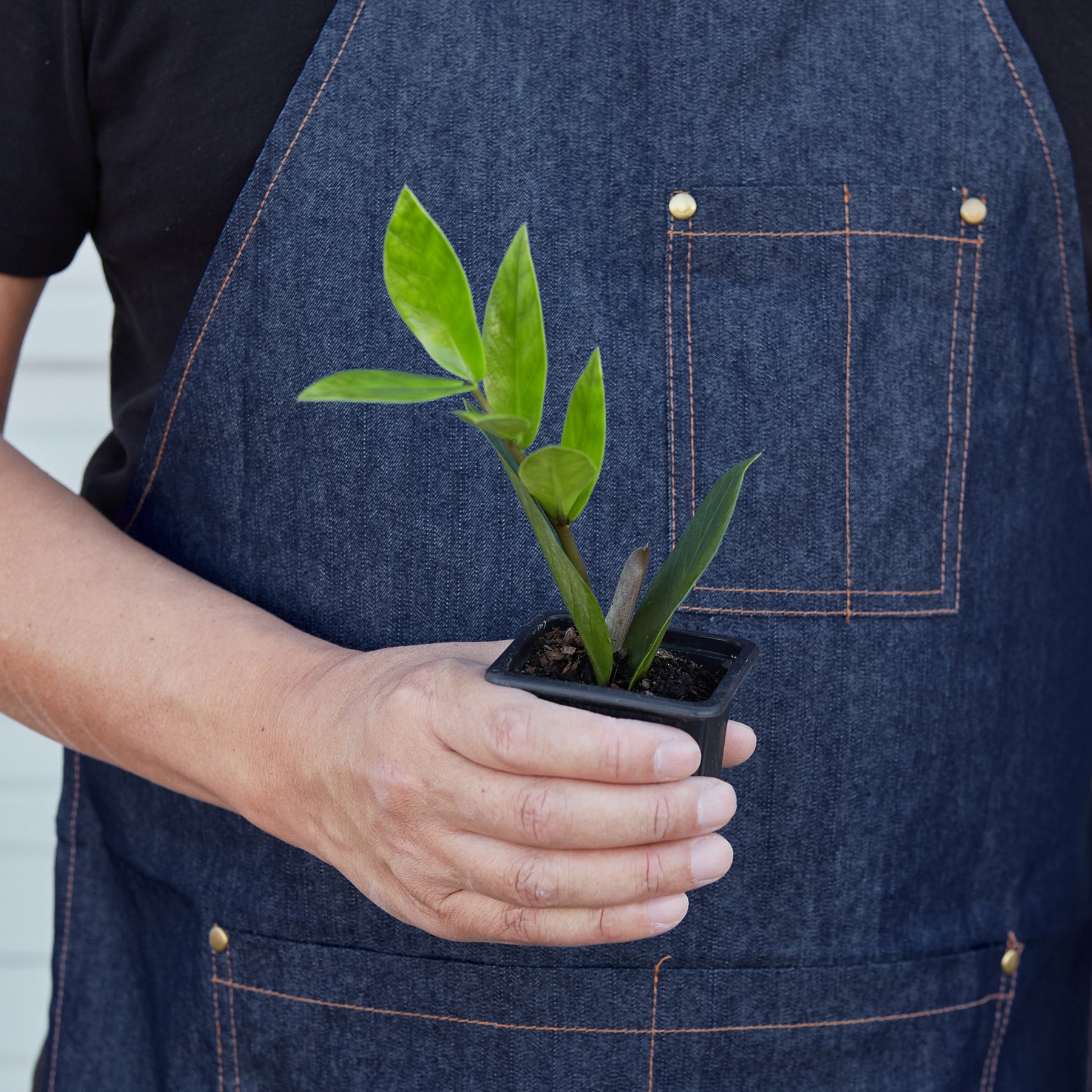 Zamioculcas Zamiifolia 'ZZ' | Indoor Plant | Tropical Plant | Potted ...