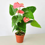 Anthurium 'Pink' | Indoor Plant | Tropical Plant | Potted Plant | House ...
