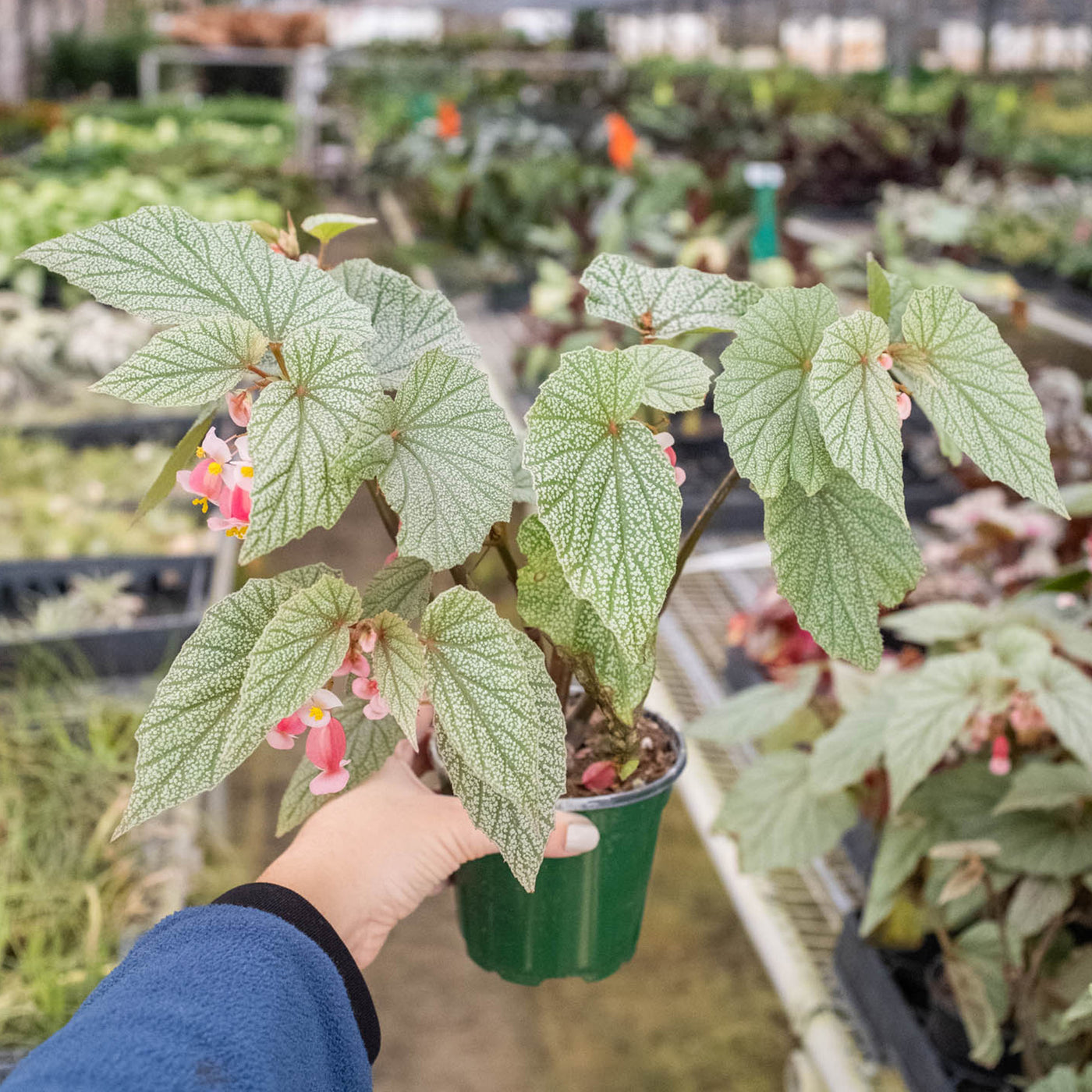 Begonia Care Guide — House Plant Shop