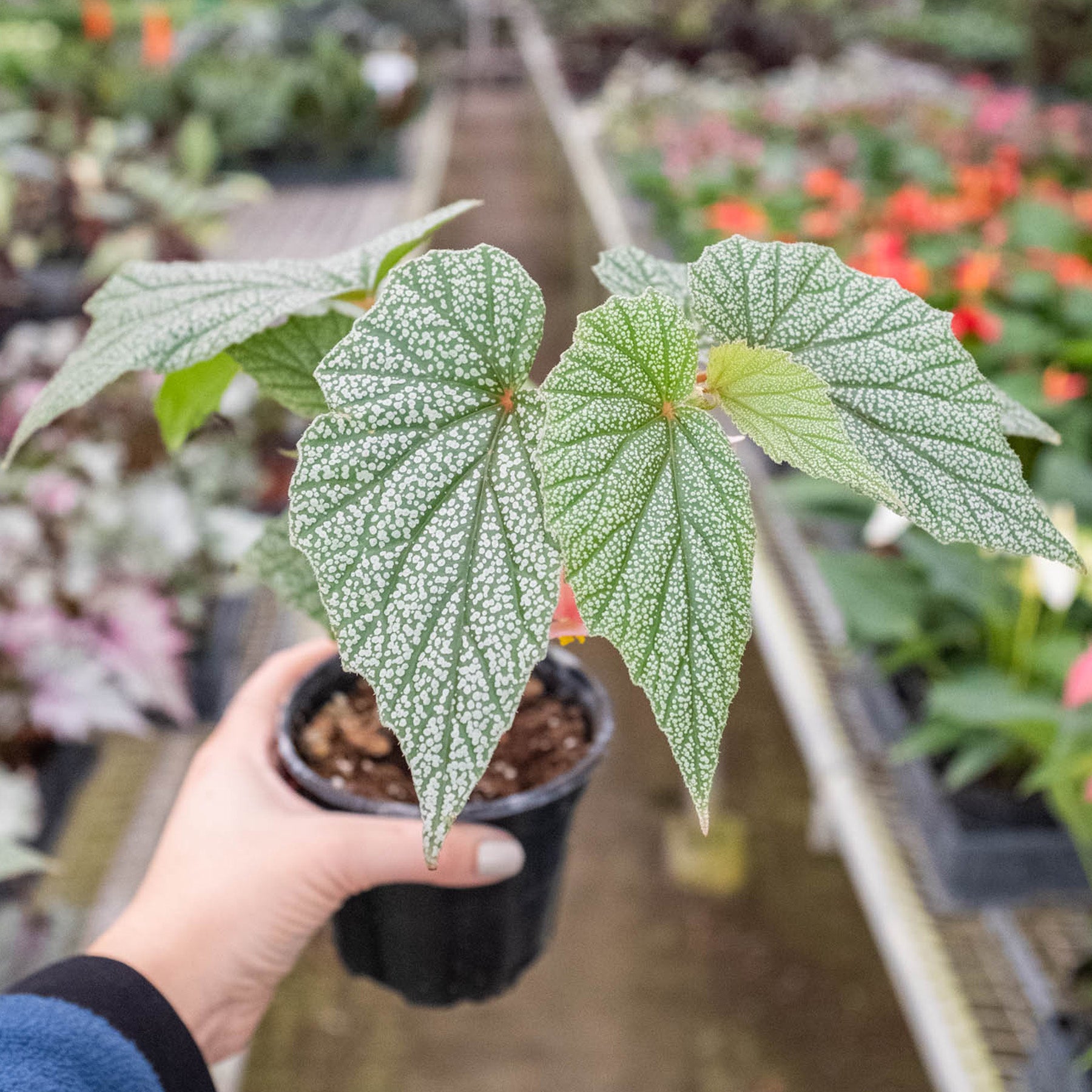 Begonia Care Guide — House Plant Shop