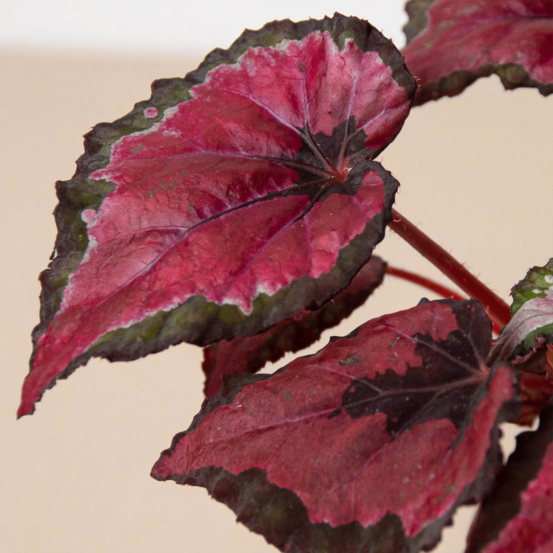 Begonia 'Rex' | Indoor Plant | Tropical Plant | Potted Plant — House ...