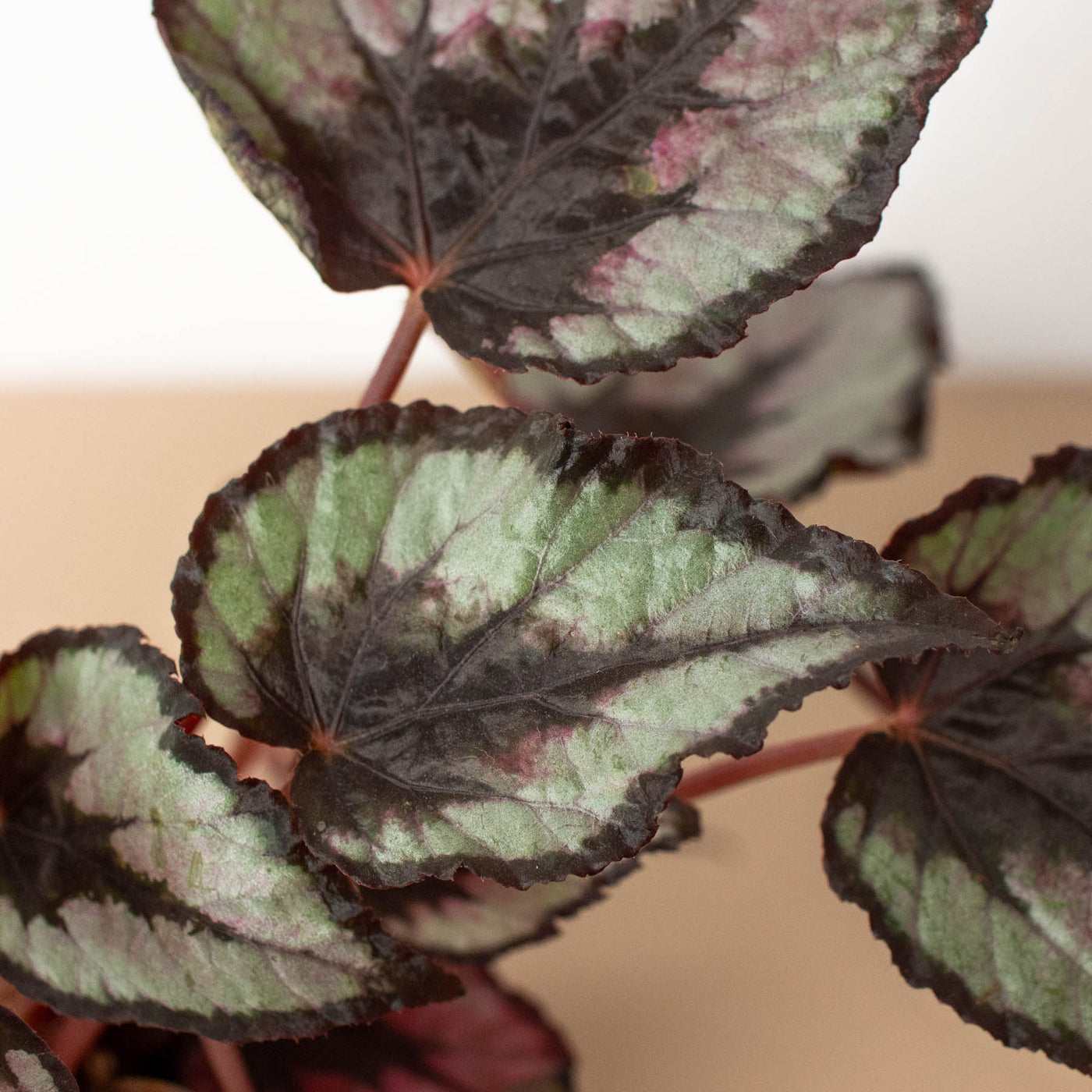 Begonia 'Rex' | Indoor Plant | Tropical Plant | Potted Plant | House ...