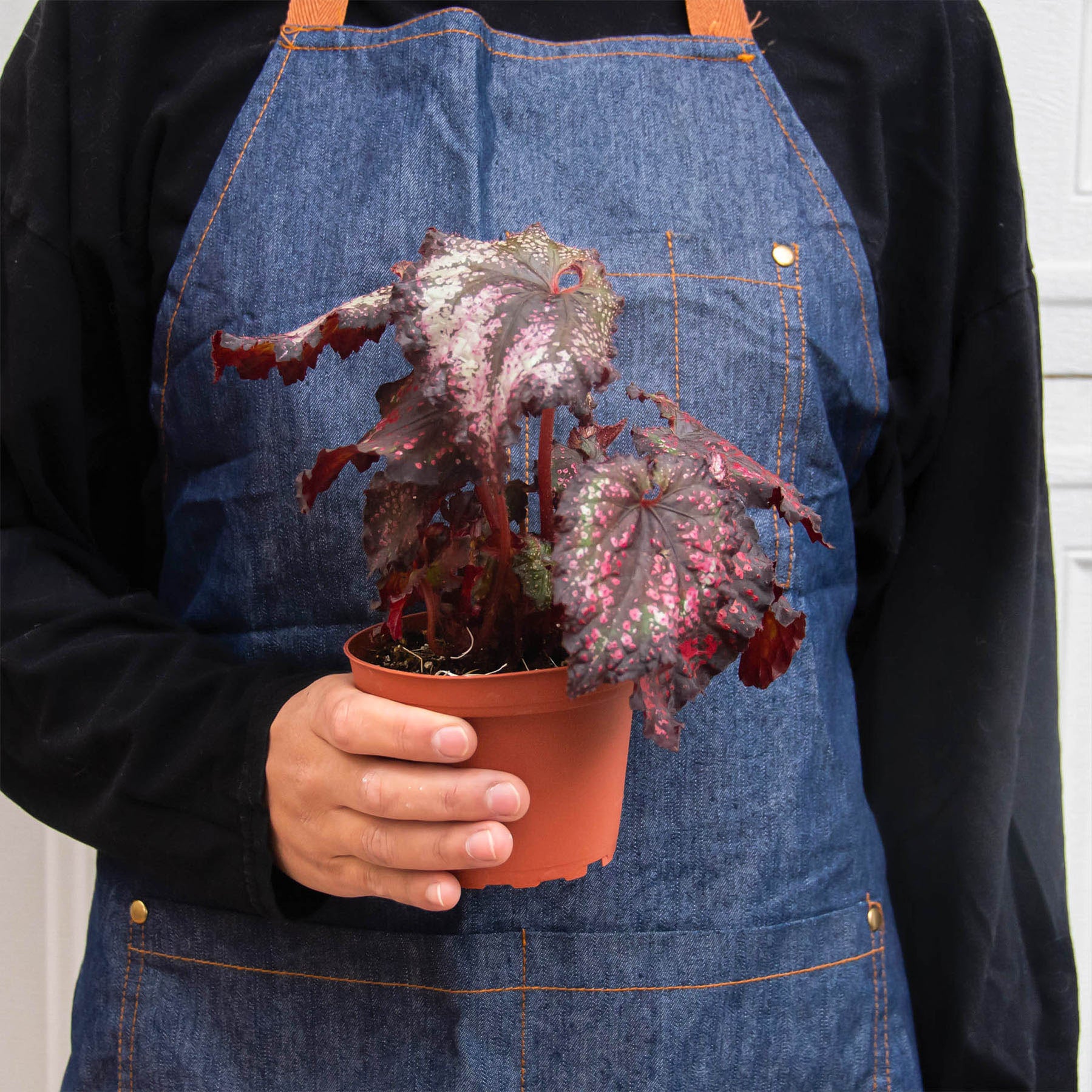 Begonia 'Rex' | Indoor Plant | Tropical Plant | Potted Plant | House ...