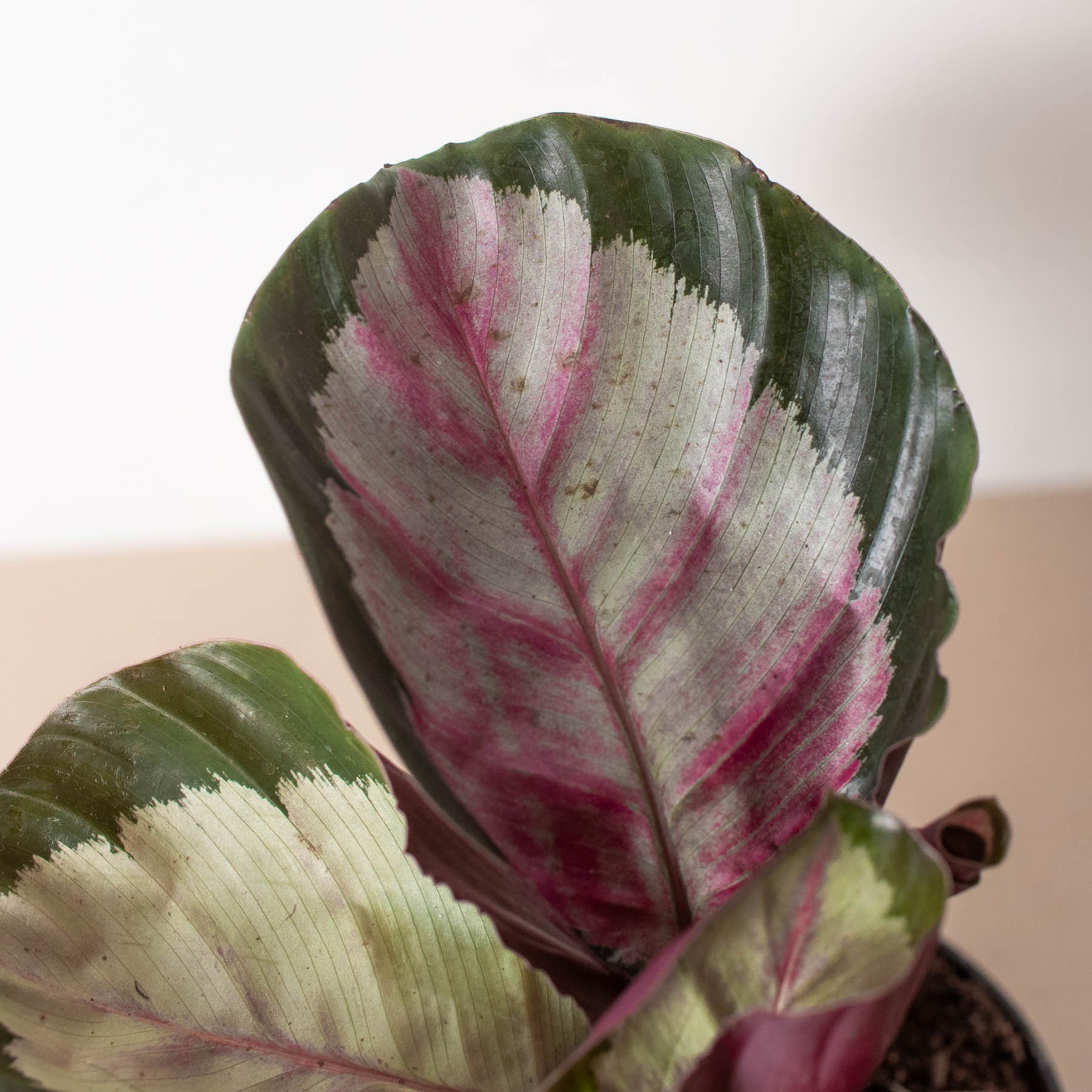 Calathea roseopicta 'Silvia' — House Plant Shop