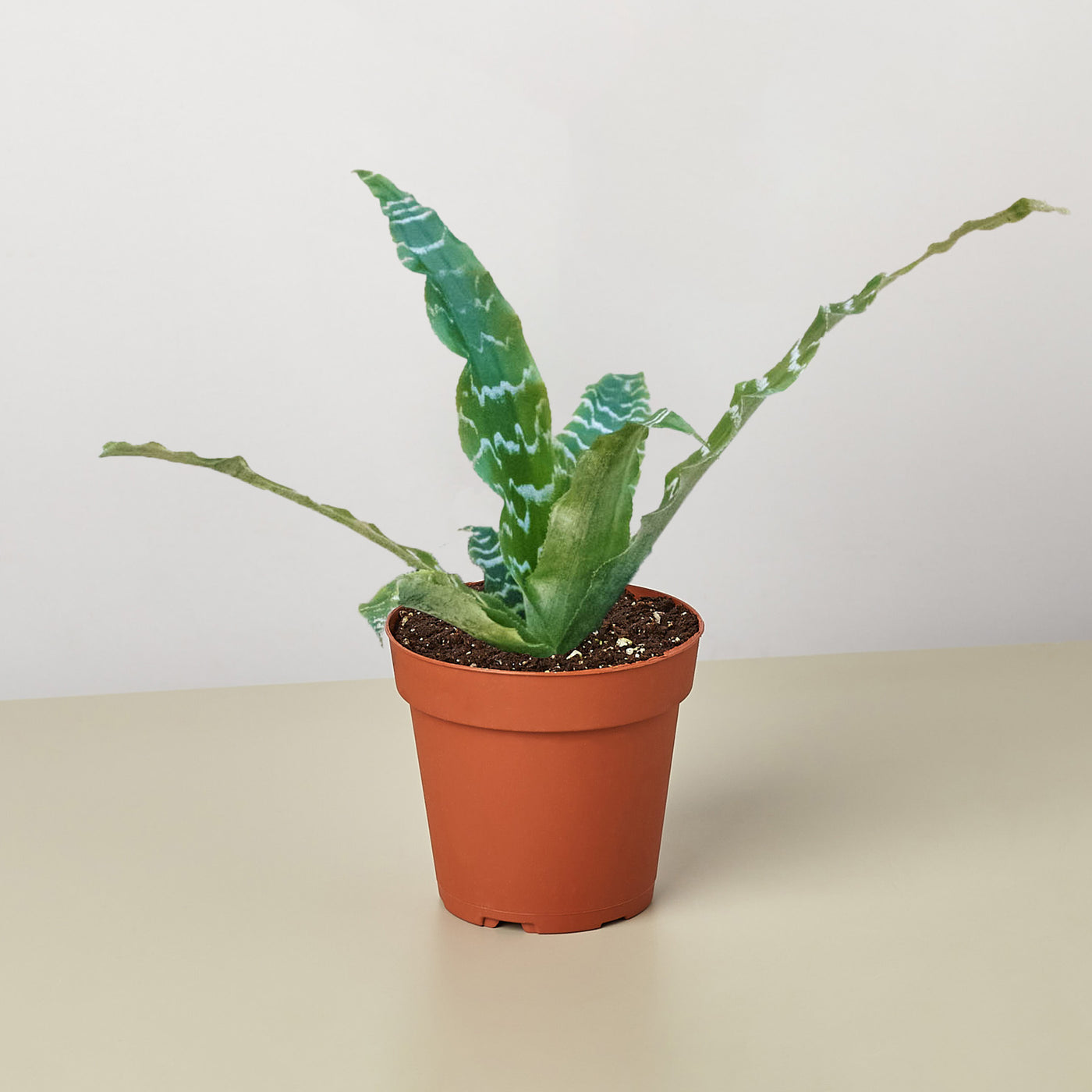 Cryptanthus Care Guide — House Plant Shop