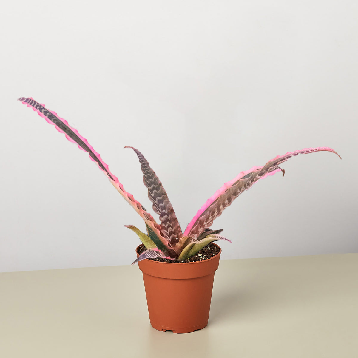 Cryptanthus Care Guide — House Plant Shop