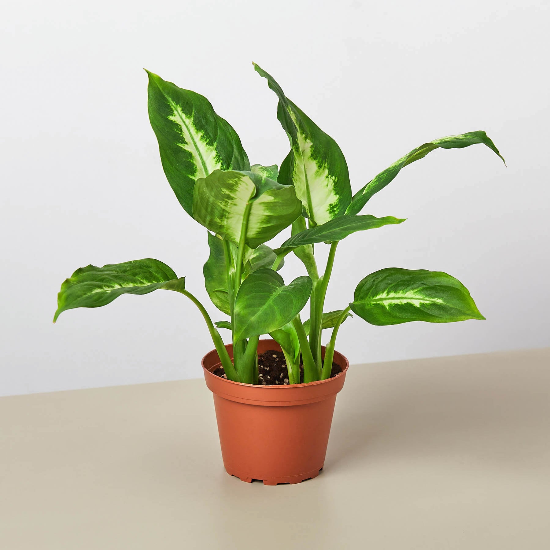 Dieffenbachia Camille | Indoor Plant | Tropical Plant | Potted Plant ...