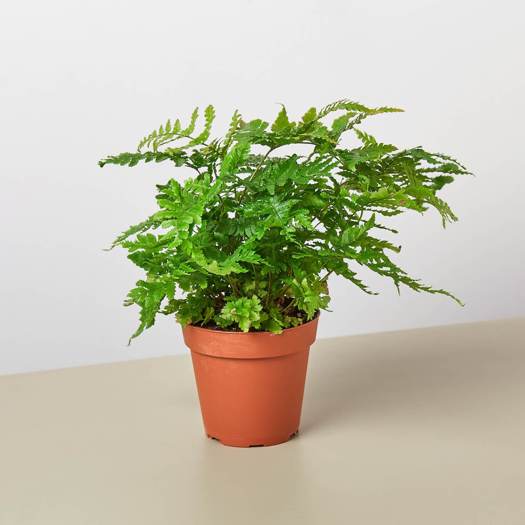 Austral Gem Fern | Indoor Plant | Tropical Plant | Potted Plant | House ...