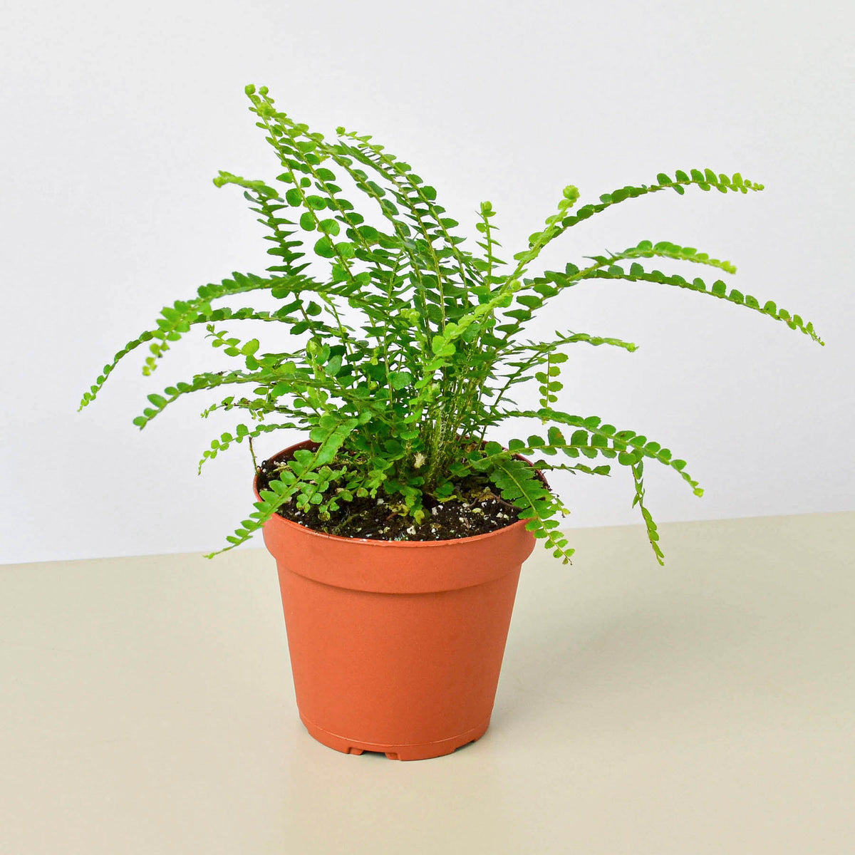 Lemon Button Fern | Indoor Plant | Tropical Plant | Potted Plant ...