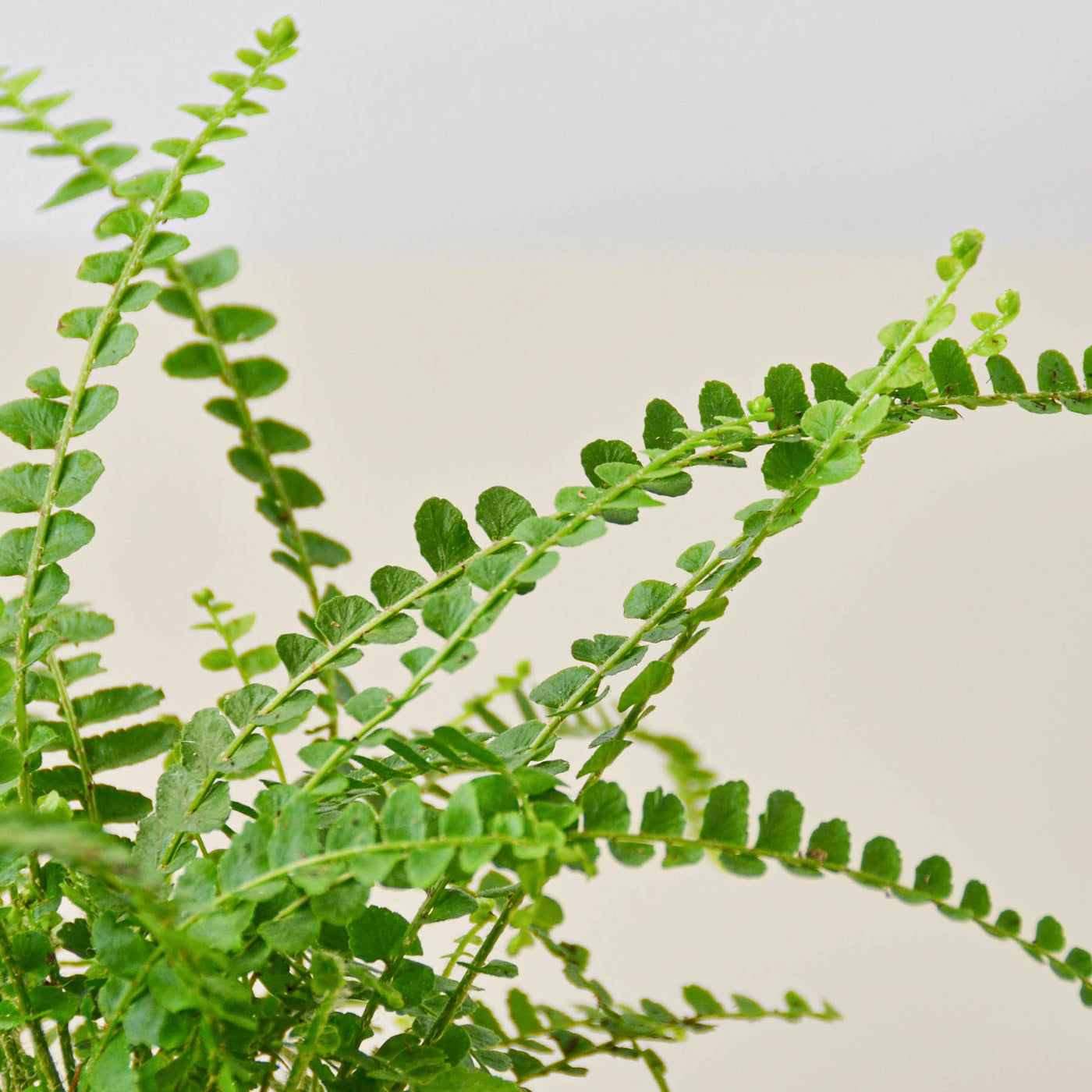 Lemon Button Fern | Indoor Plant | Tropical Plant | Potted Plant ...