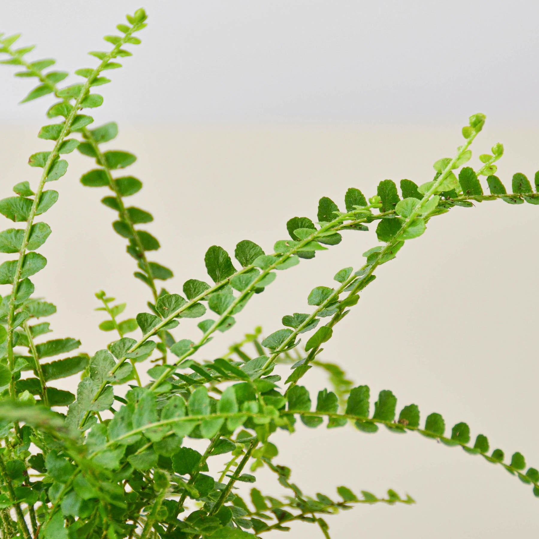 Lemon Button Fern | Indoor Plant | Tropical Plant | Potted Plant ...