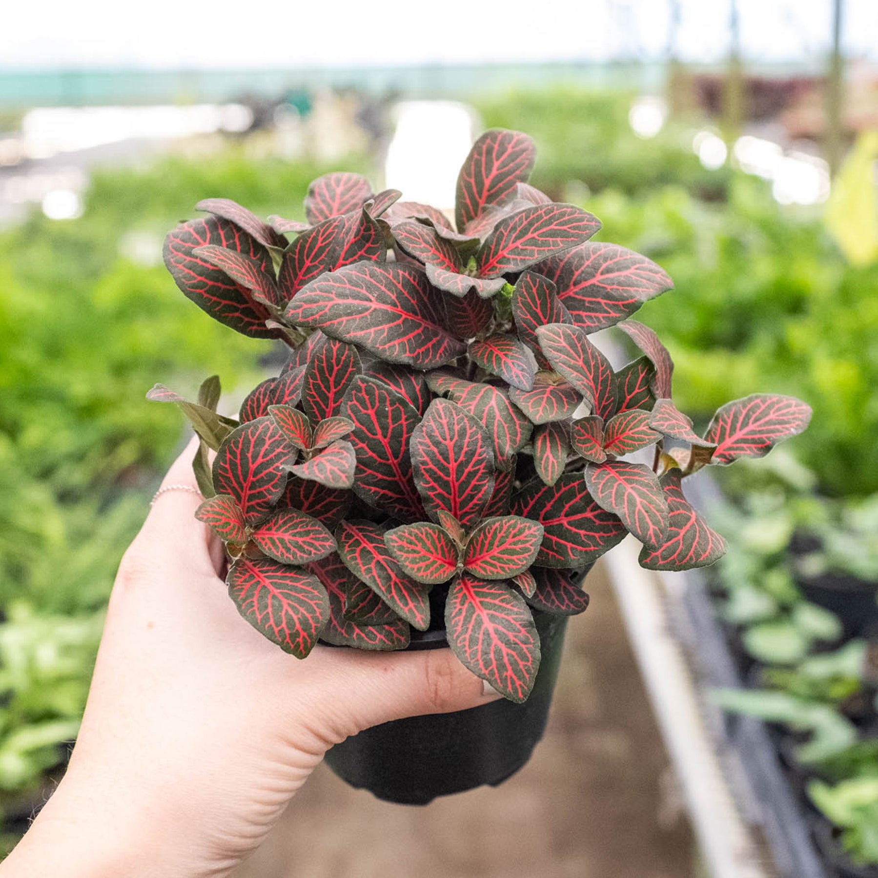 Fittonia 'Red' — House Plant Shop