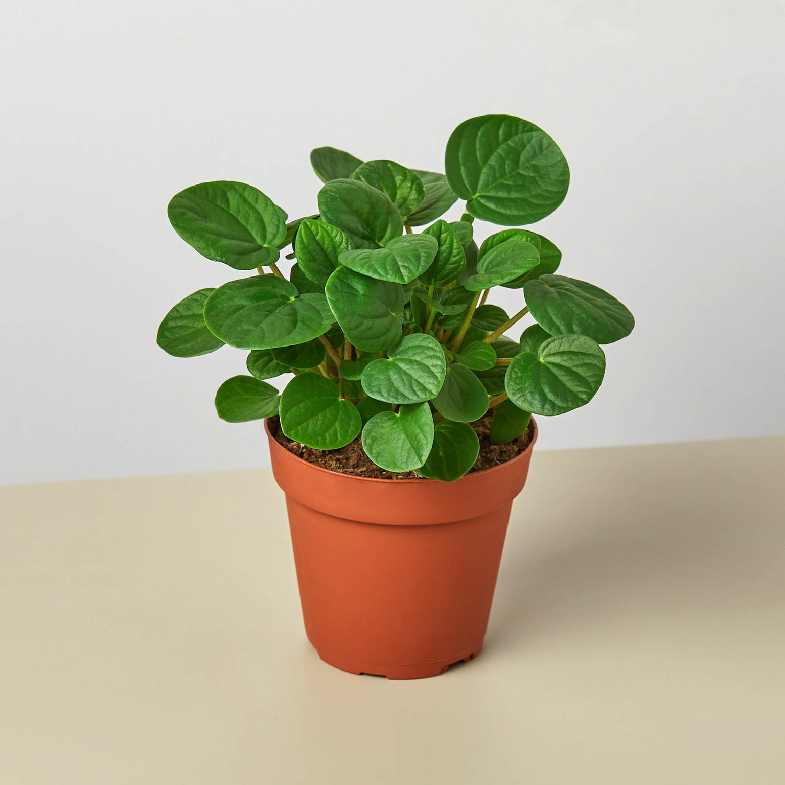 Peperomia Plants — House Plant Shop