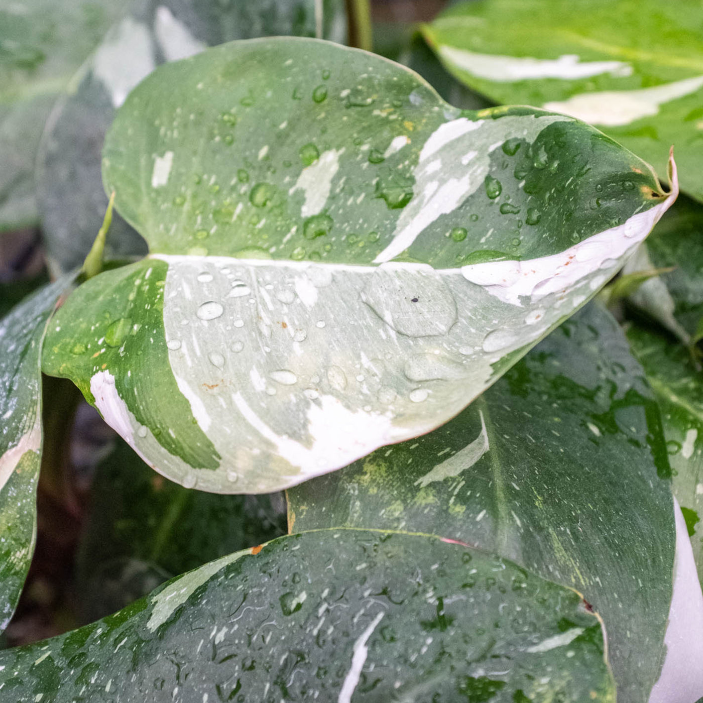 Philodendron 'White Princess' | Indoor Plant | Tropical Plant | Potted ...