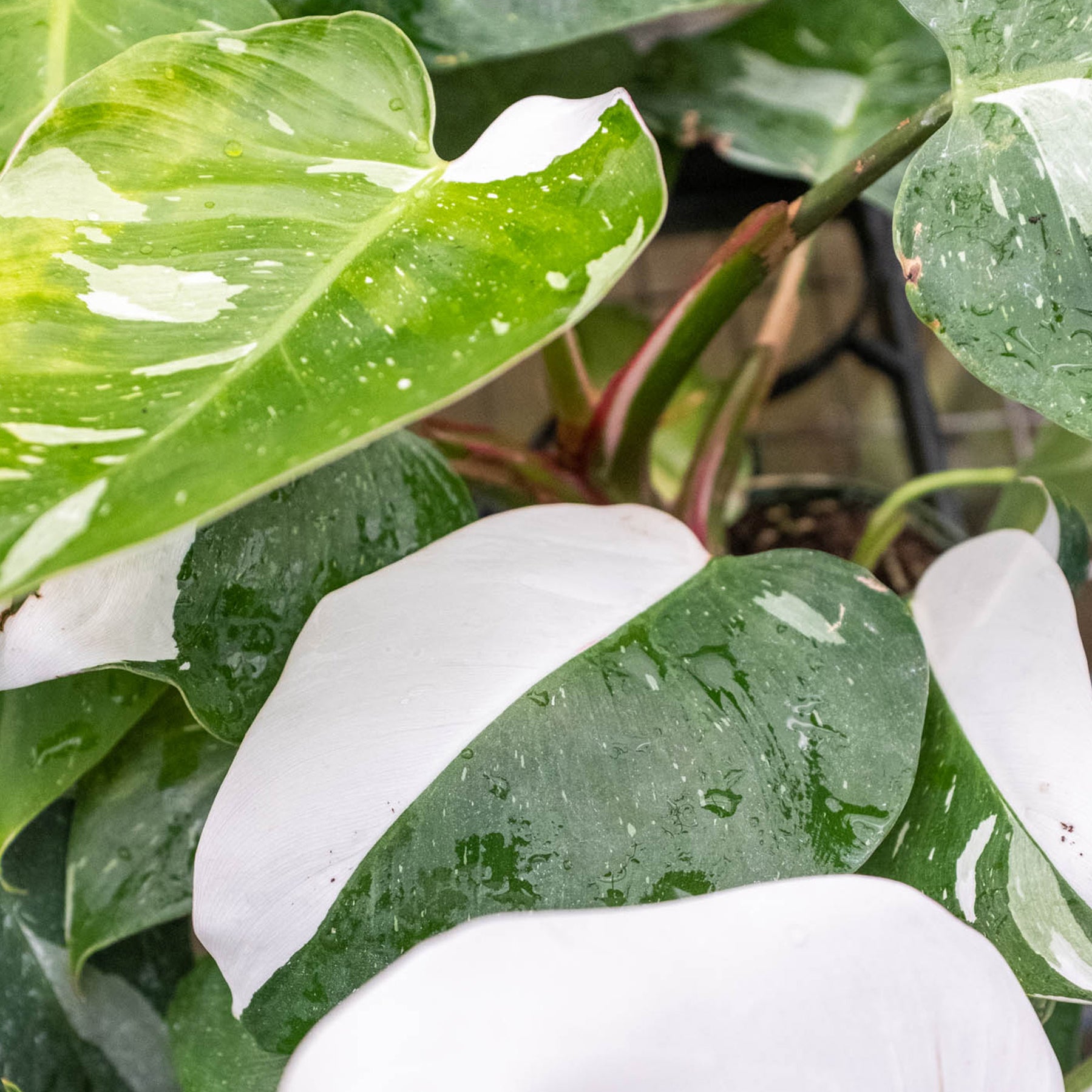 Philodendron 'White Princess' | Indoor Plant | Tropical Plant | Potted ...