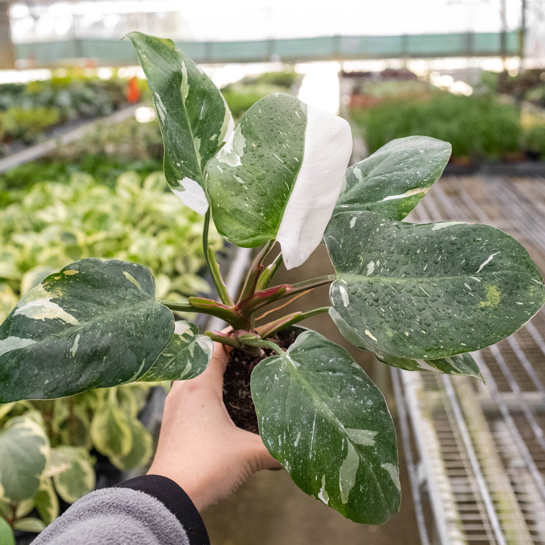 Philodendron 'White Princess' | Indoor Plant | Tropical Plant | Potted ...
