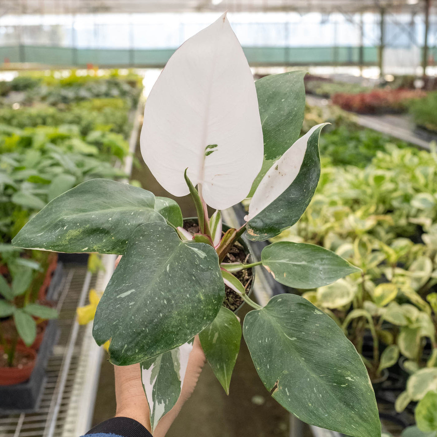 Philodendron 'White Princess' | Indoor Plant | Tropical Plant | Potted ...