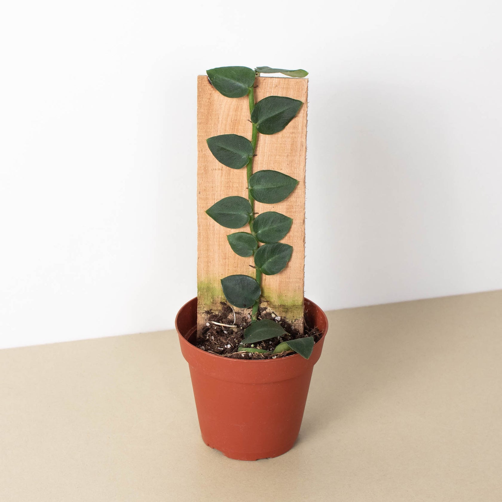 Rhaphidophora Care Guide — House Plant Shop