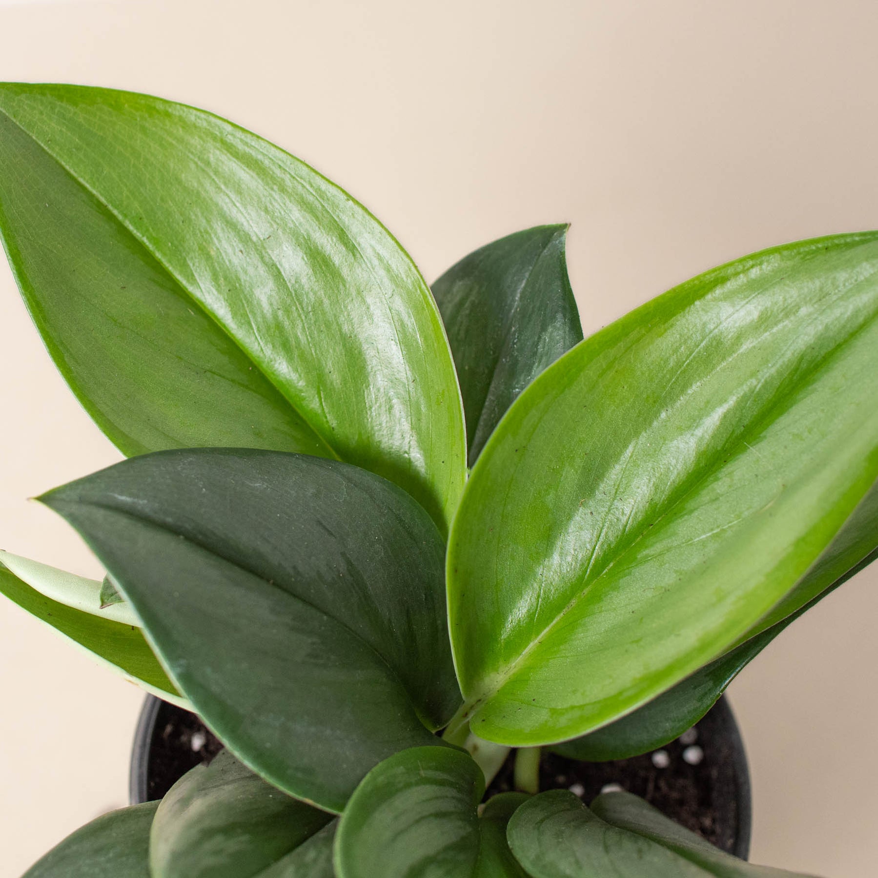 Scindapsus 'Moonlight' | Indoor Plant | Tropical Plant | Potted Plant ...