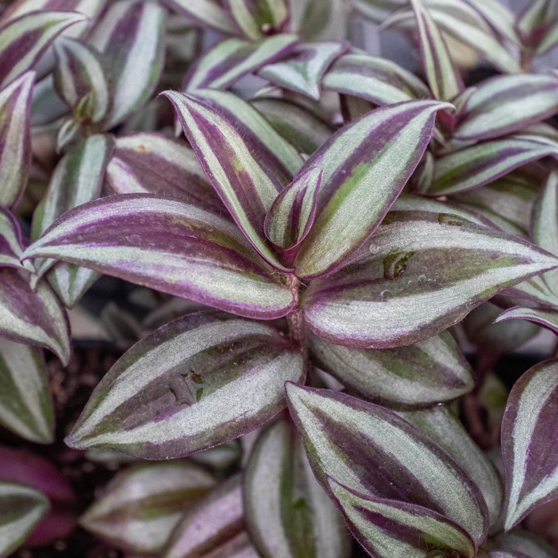 Tradescantia Zebrina 'Wandering Dude' — House Plant Shop