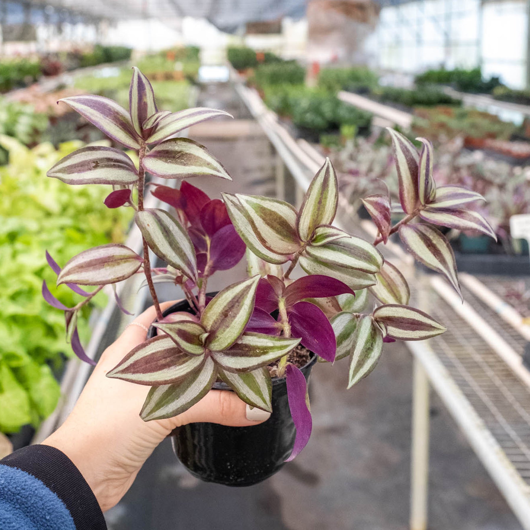 Tradescantia Zebrina 'Wandering Dude' — House Plant Shop
