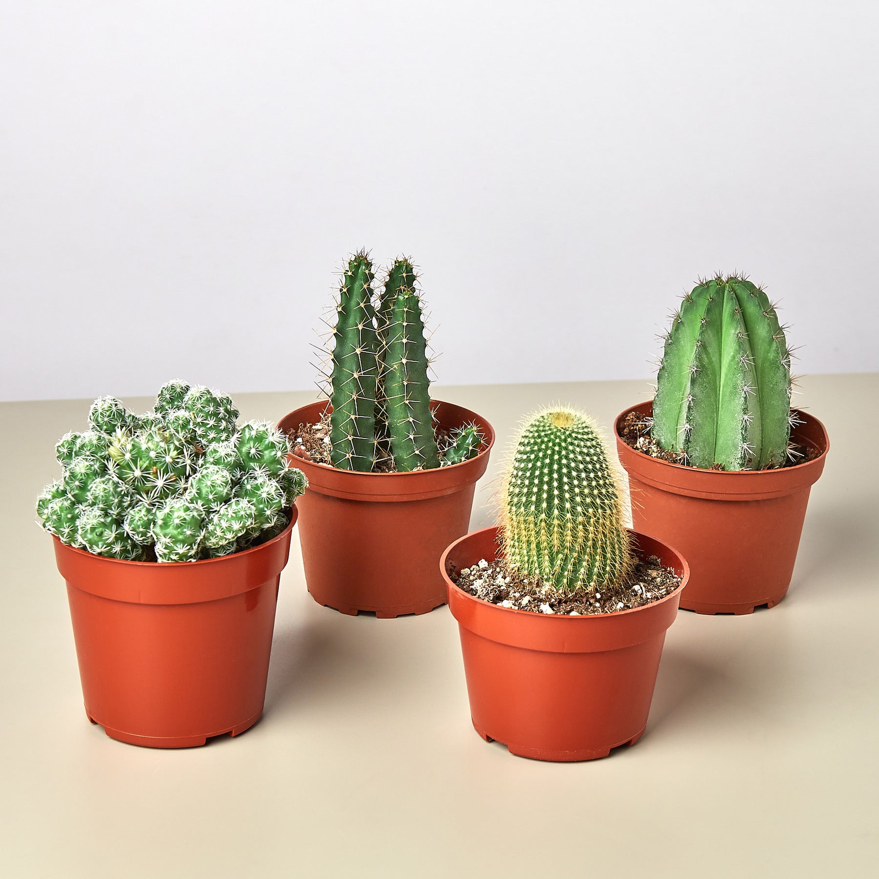 4 Cacti Variety Bundle - 4.0" Pots | Indoor Plant | Tropical Plant ...