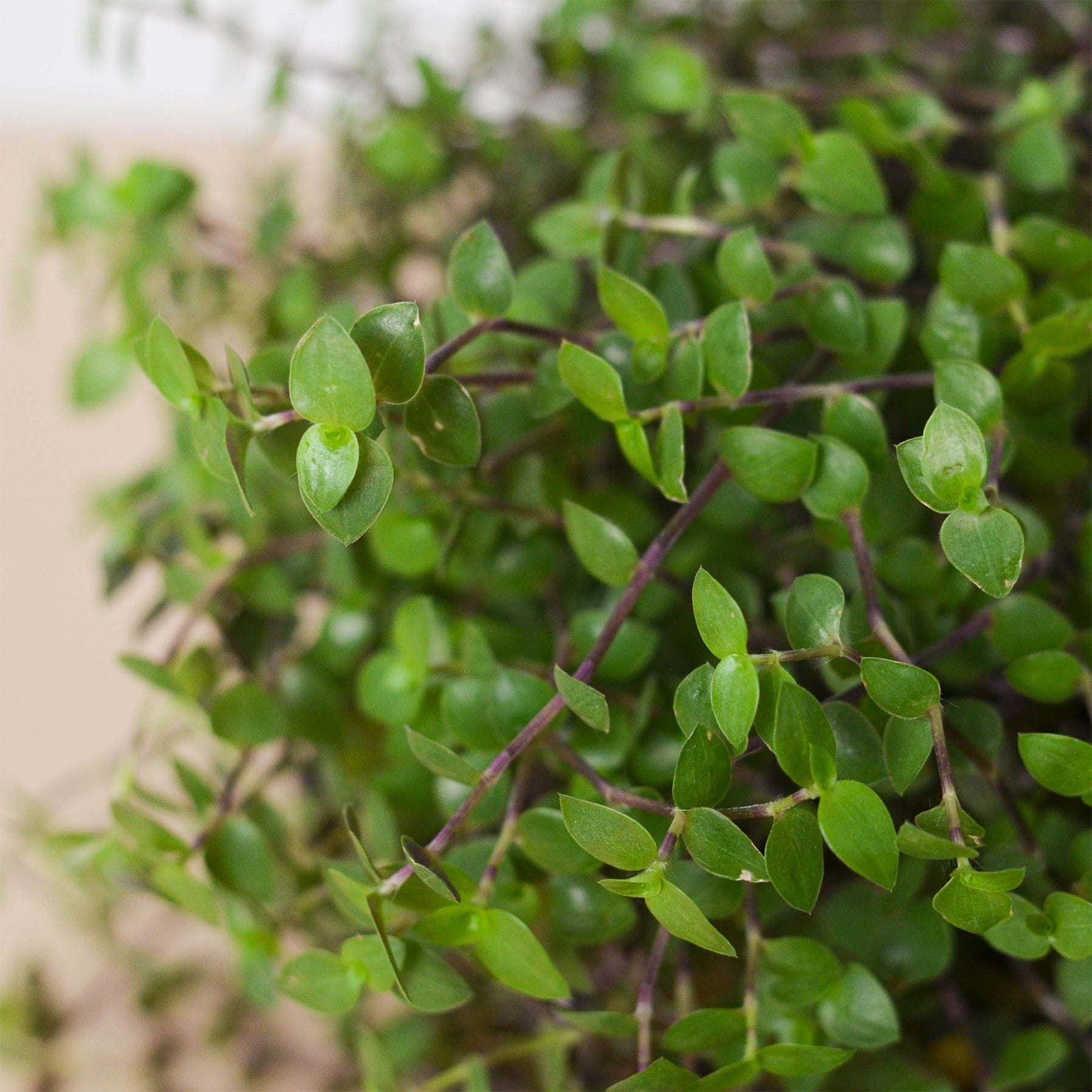 Pisces — House Plant Shop