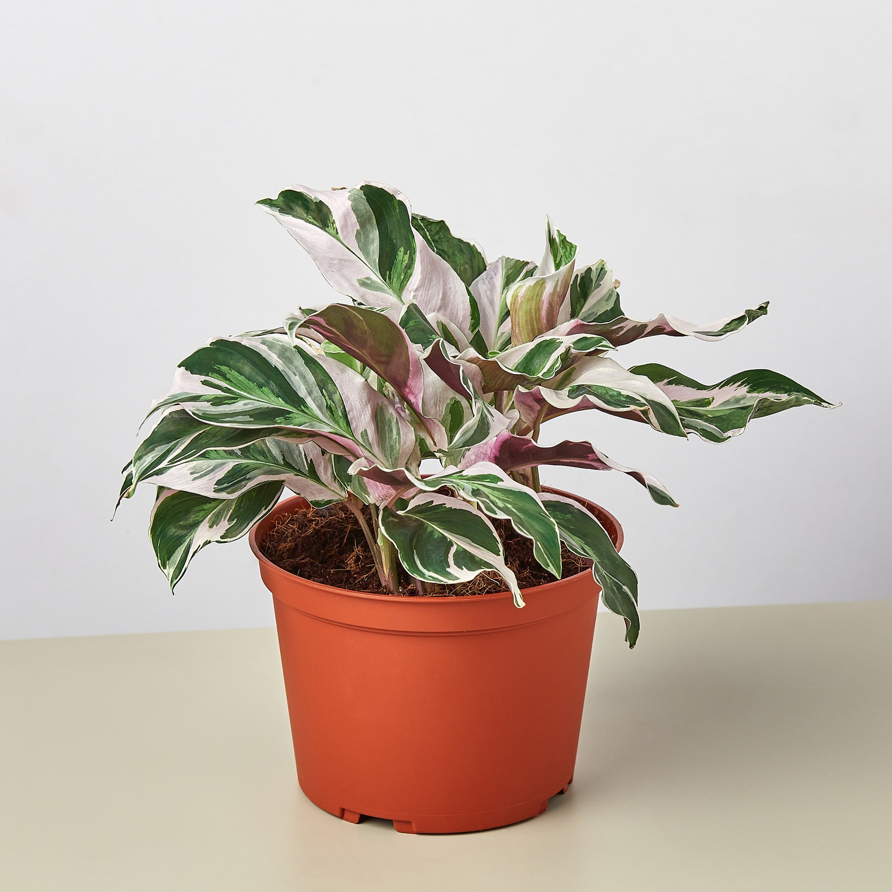 Calathea 'White Fusion' | Indoor Plant | Tropical Plant | Potted Plant ...