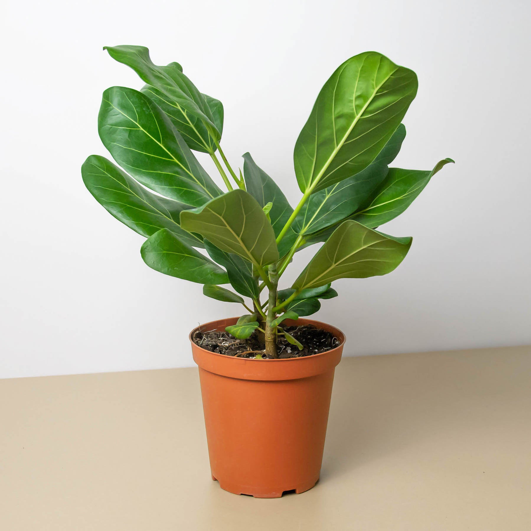 Ficus 'Audrey' - 4" Pot | Indoor Plant | Tropical Plant | Potted Plant ...