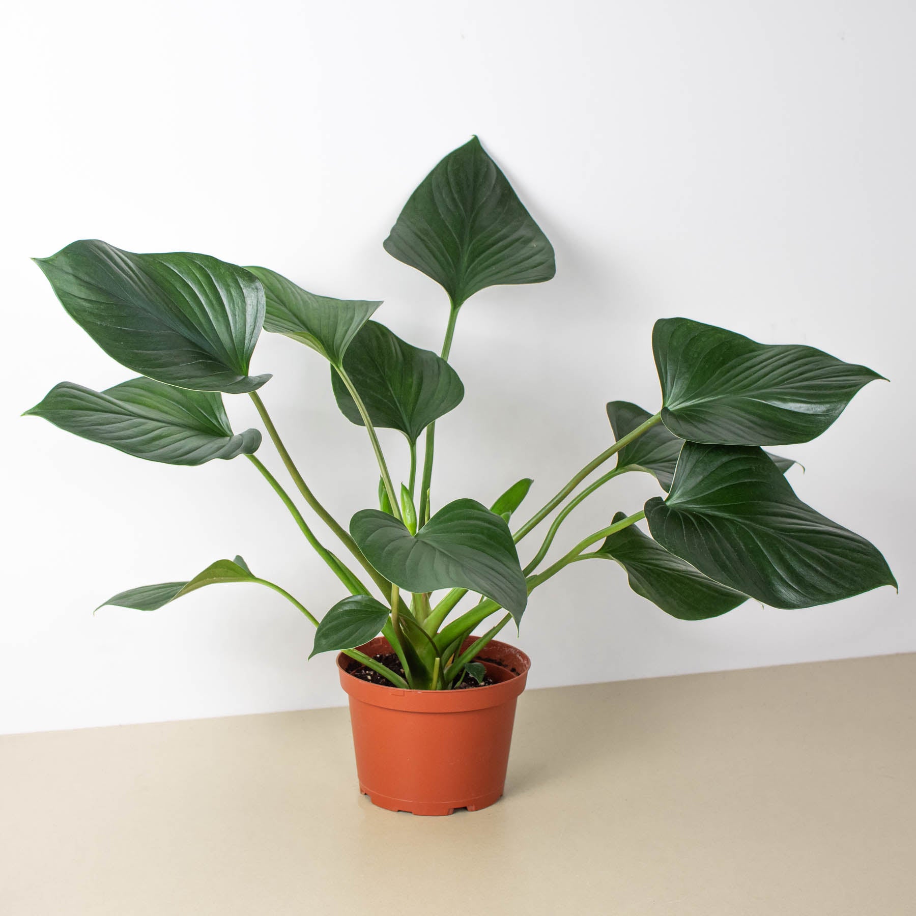Homalomena Care Guide — House Plant Shop