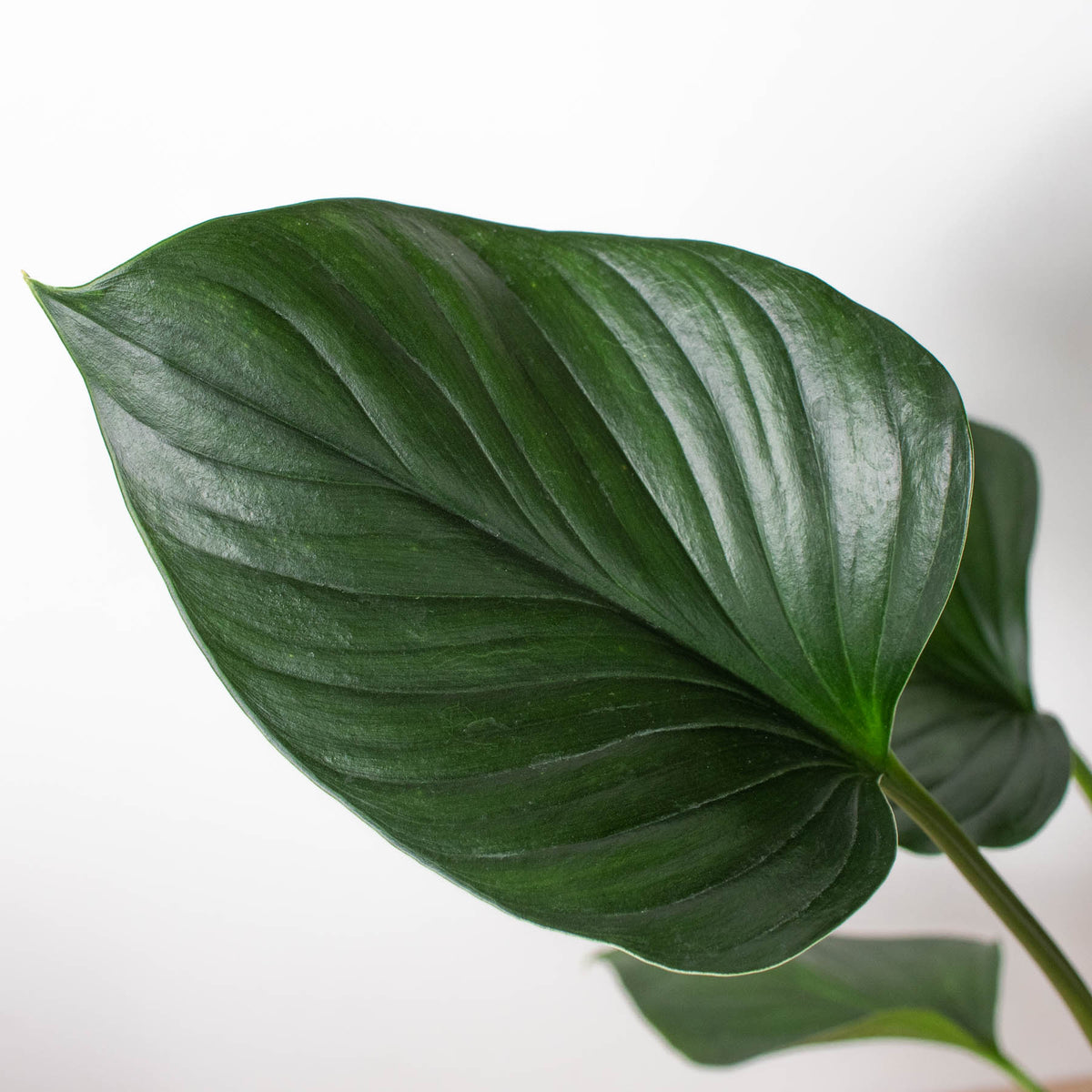 Homalomena Care Guide — House Plant Shop