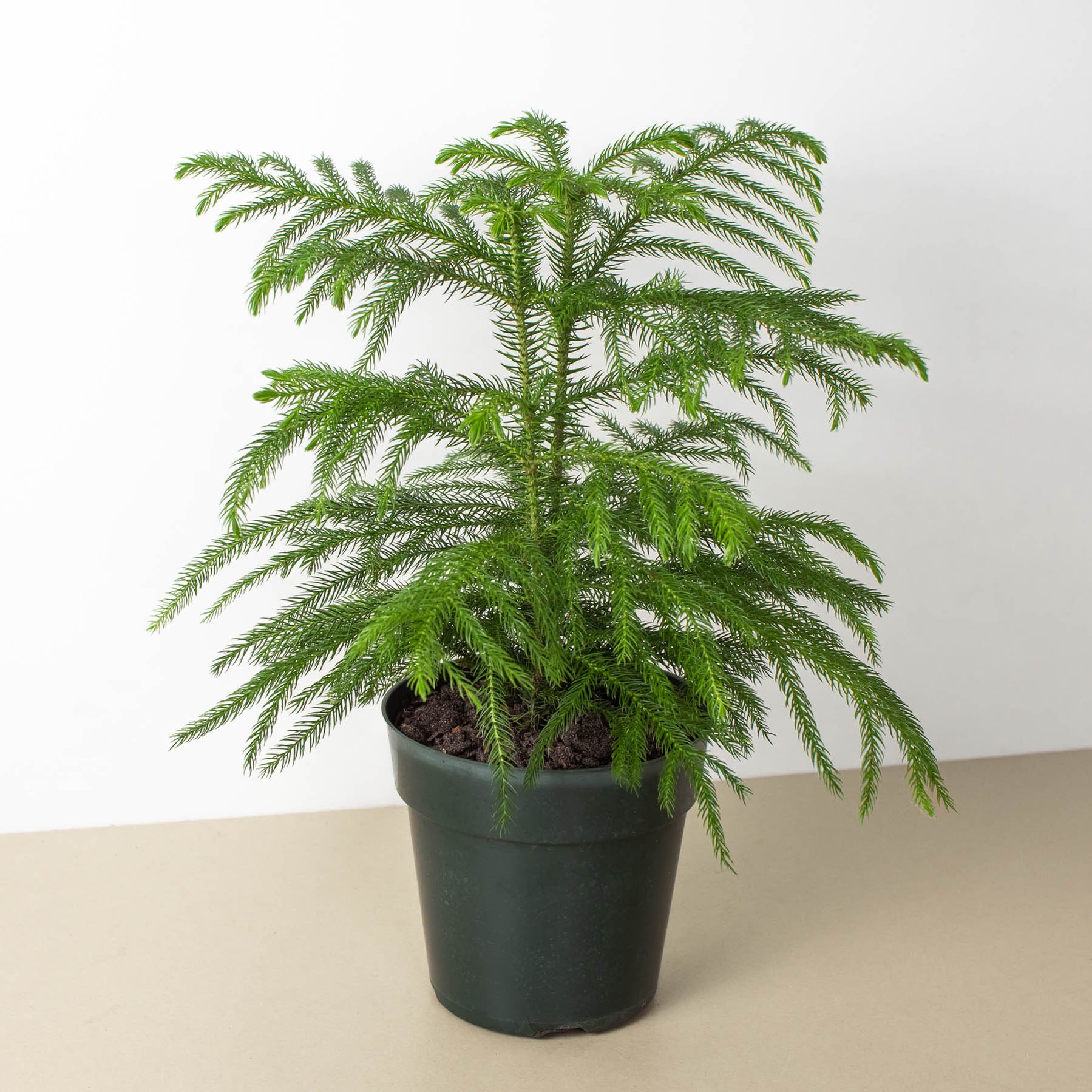 Norfolk 'Island Pine' — House Plant Shop