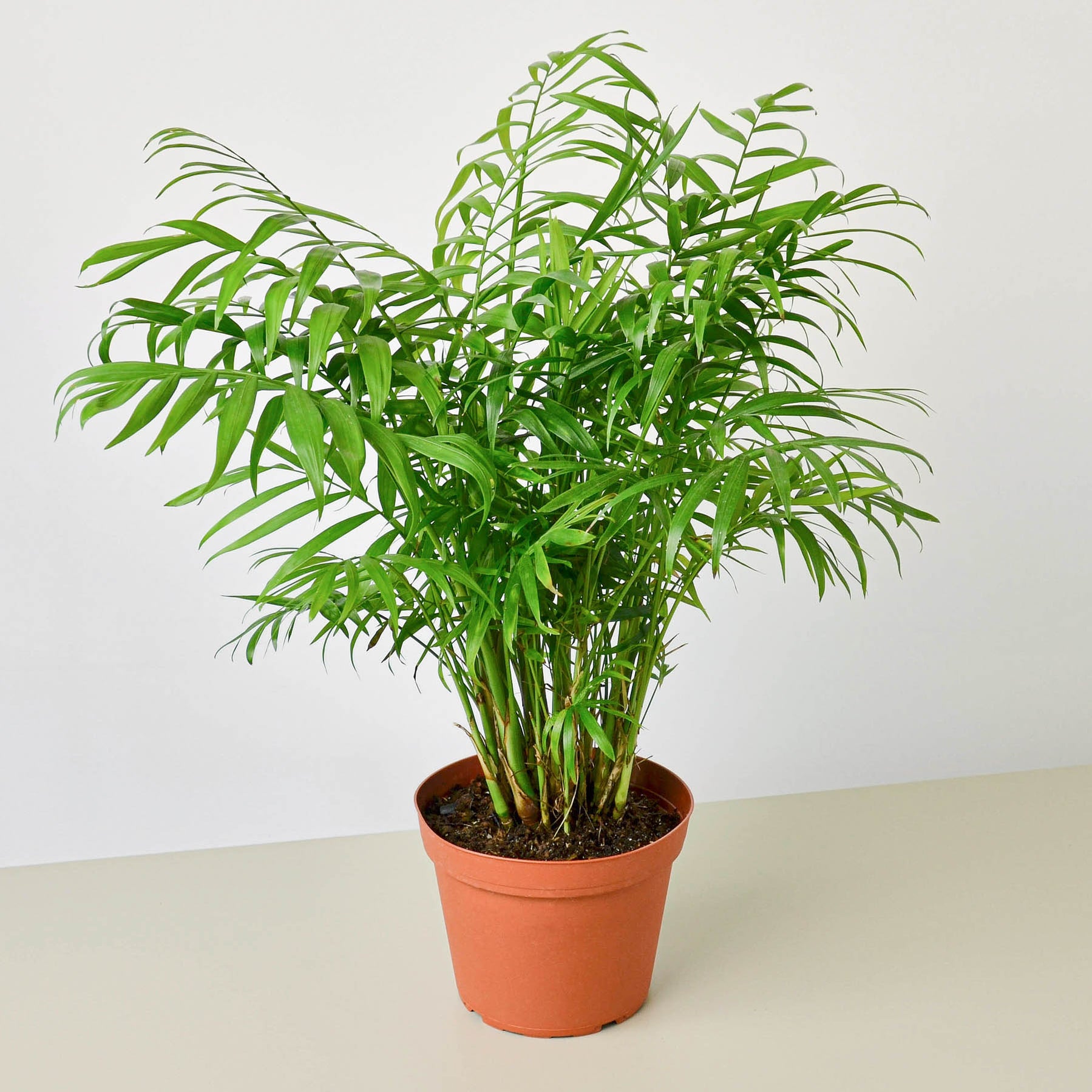 Parlor Palm | Indoor Plant | Tropical Plant | Chamaedorea elegans ...
