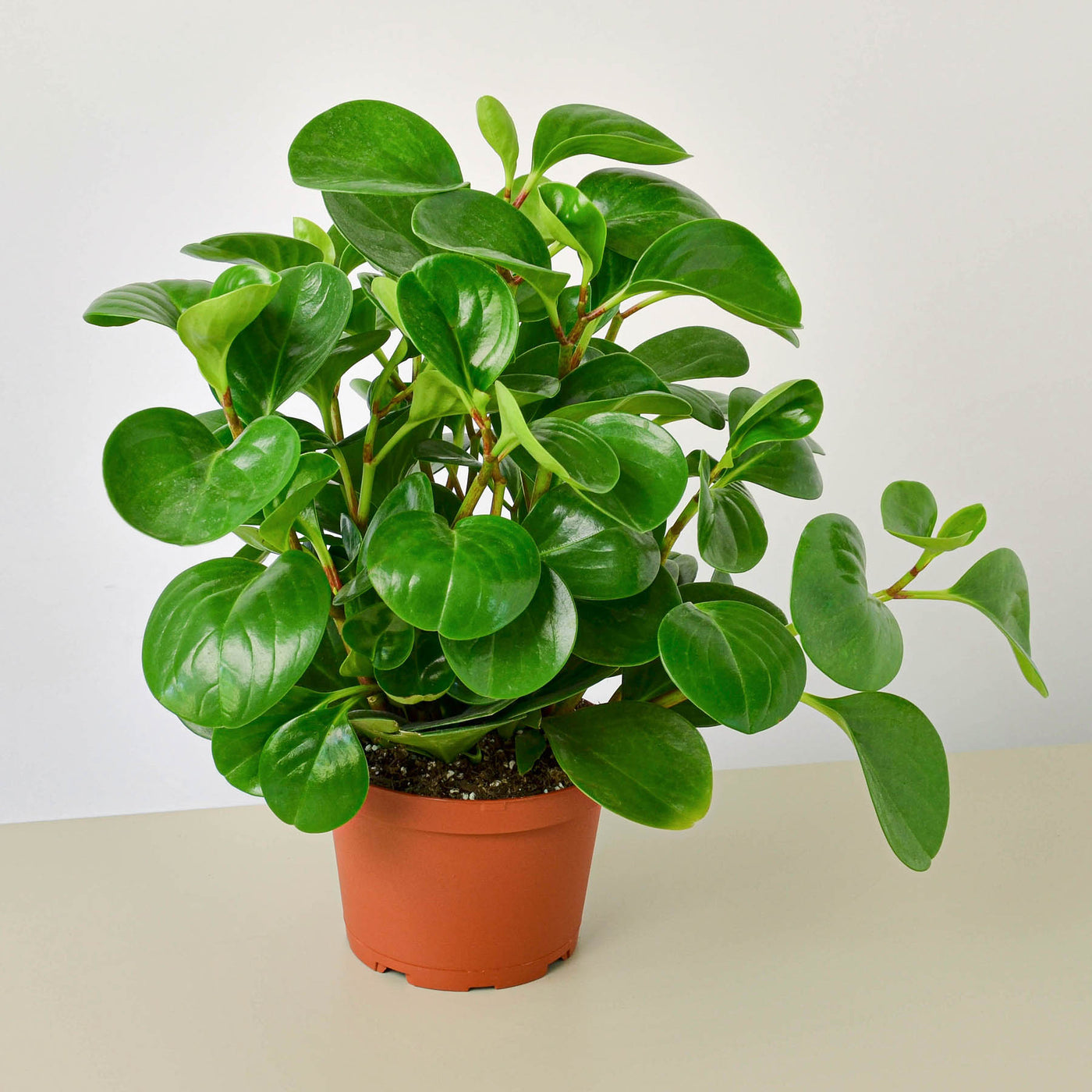 Peperomia Thailand | Indoor Plant | Tropical Plant | Potted Plant ...
