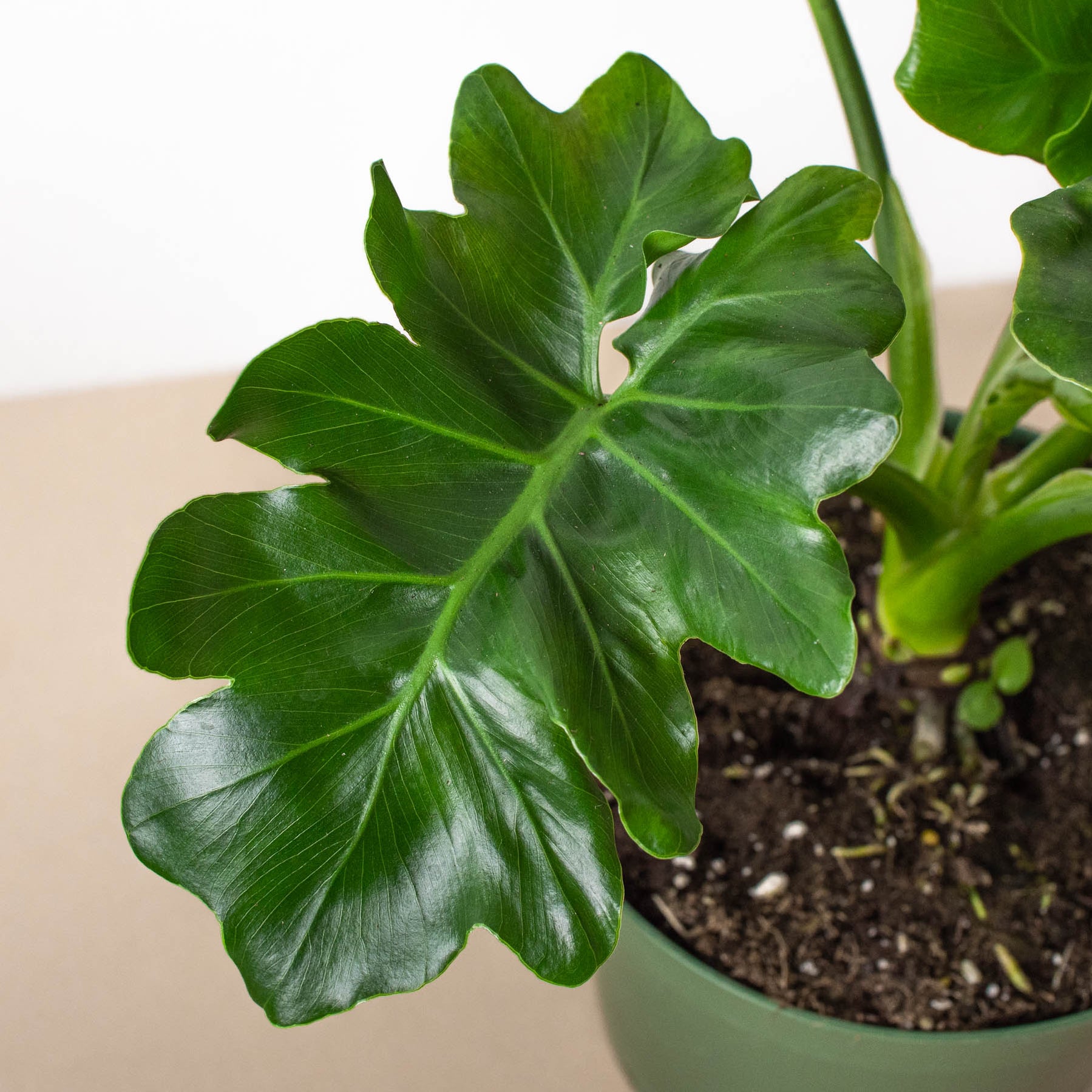 Philodendron 'Atom' | Indoor Plant | Tropical Plant | Potted Plant ...