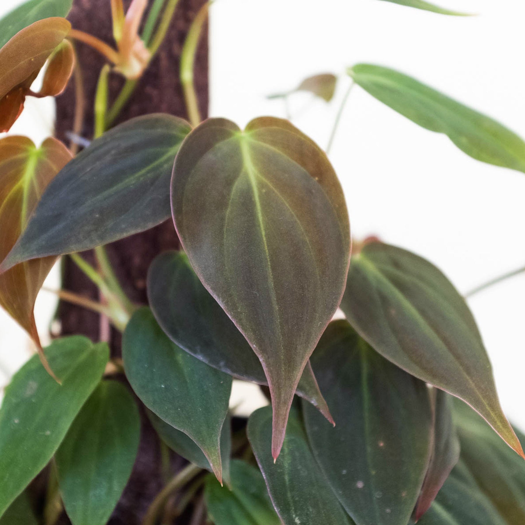 Philodendron 'Velvet' | Indoor Plant | Tropical Plant | Potted Plant ...