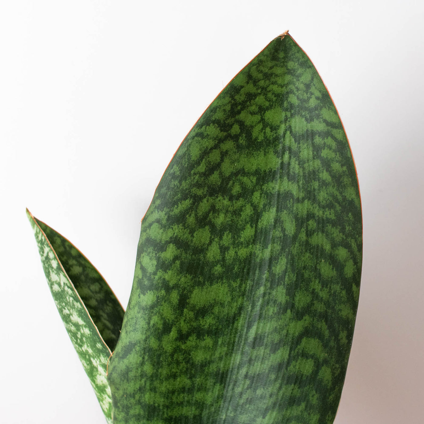 Shark Fin Snake Plant — House Plant Shop