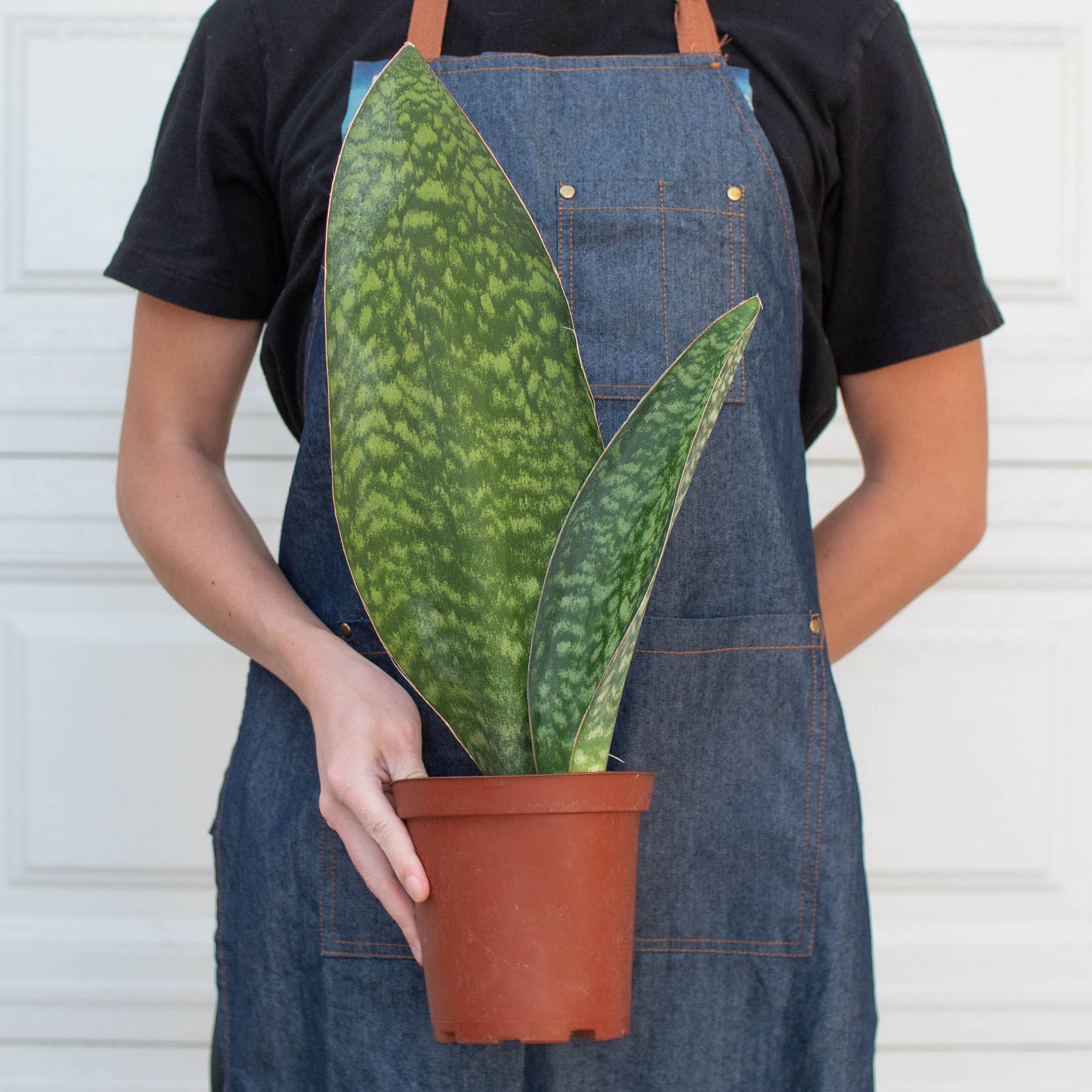 Shark Fin Snake Plant — House Plant Shop