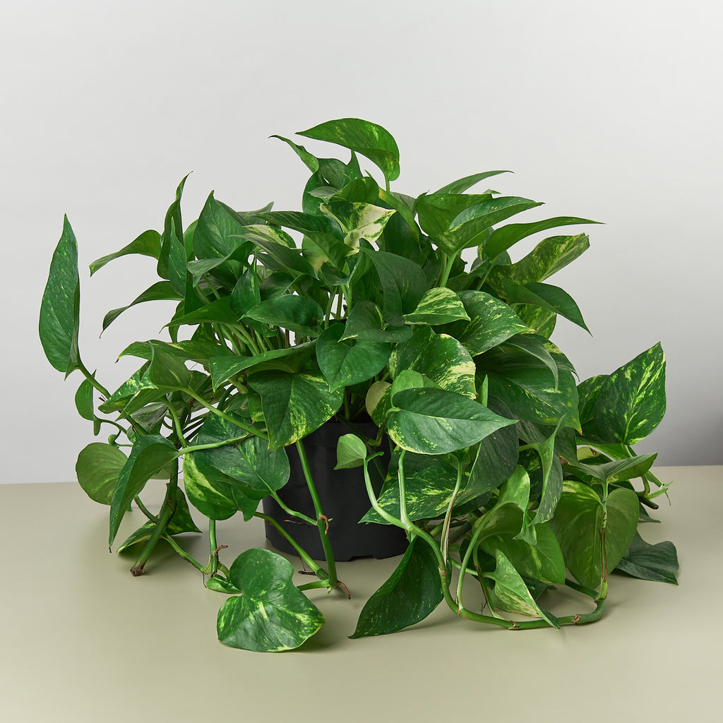 Pothos Care Guide — House Plant Shop