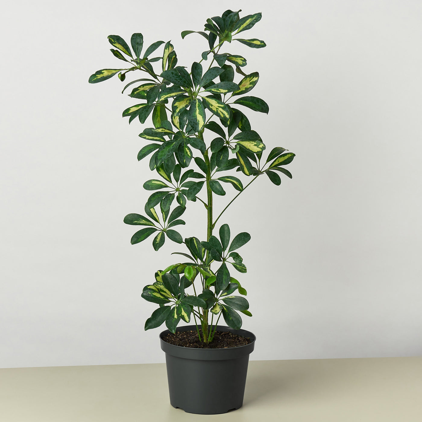 Schefflera 'Variegated' | Indoor Plant | Tropical Plant | Potted Plant ...