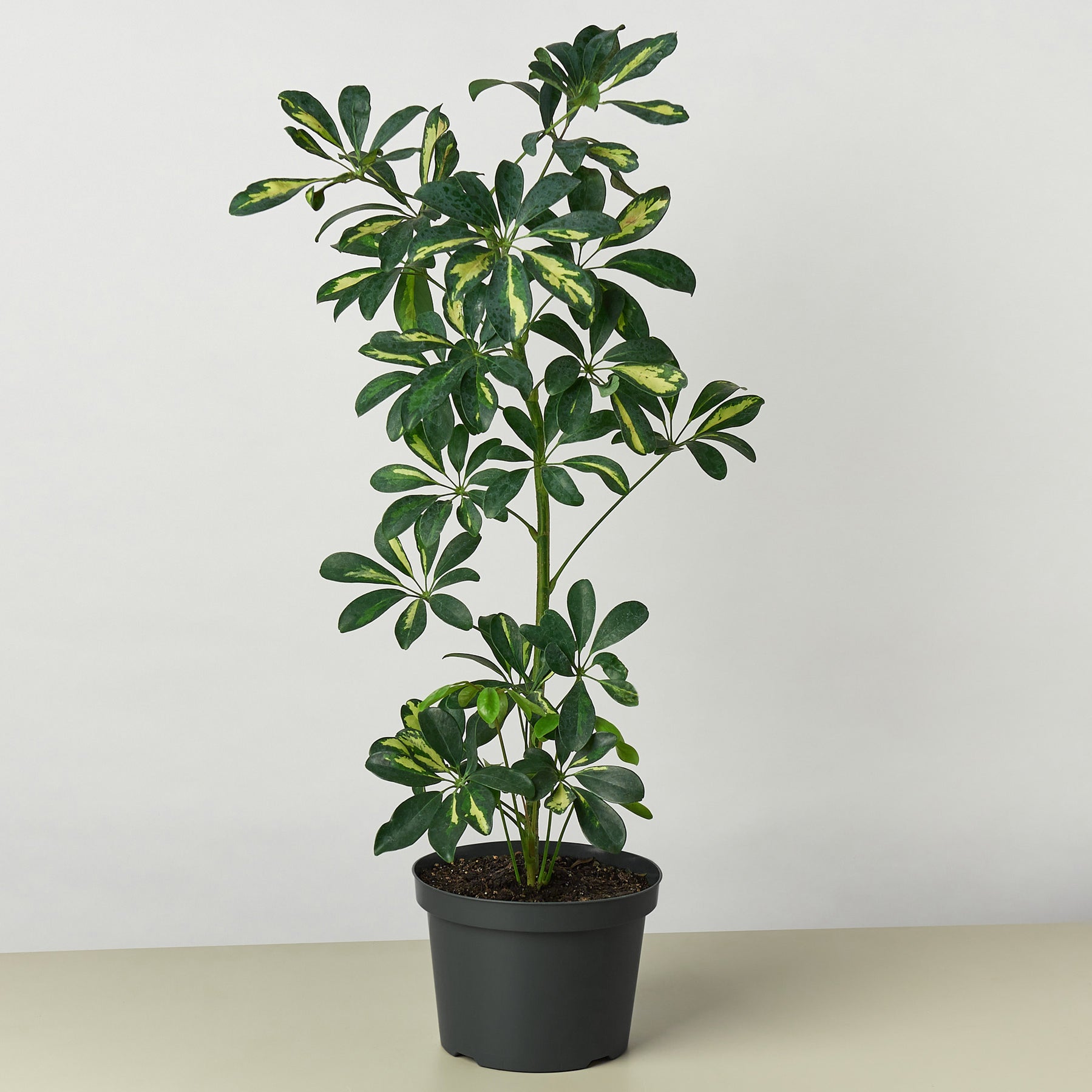 Schefflera 'Variegated' | Indoor Plant | Tropical Plant | Potted Plant ...