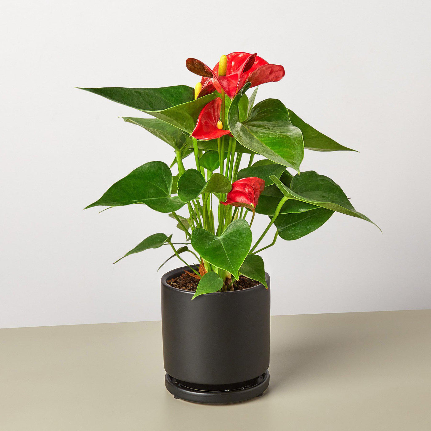 Anthurium 'Red' | Indoor Plant | Tropical Plant | Potted Plant — House ...