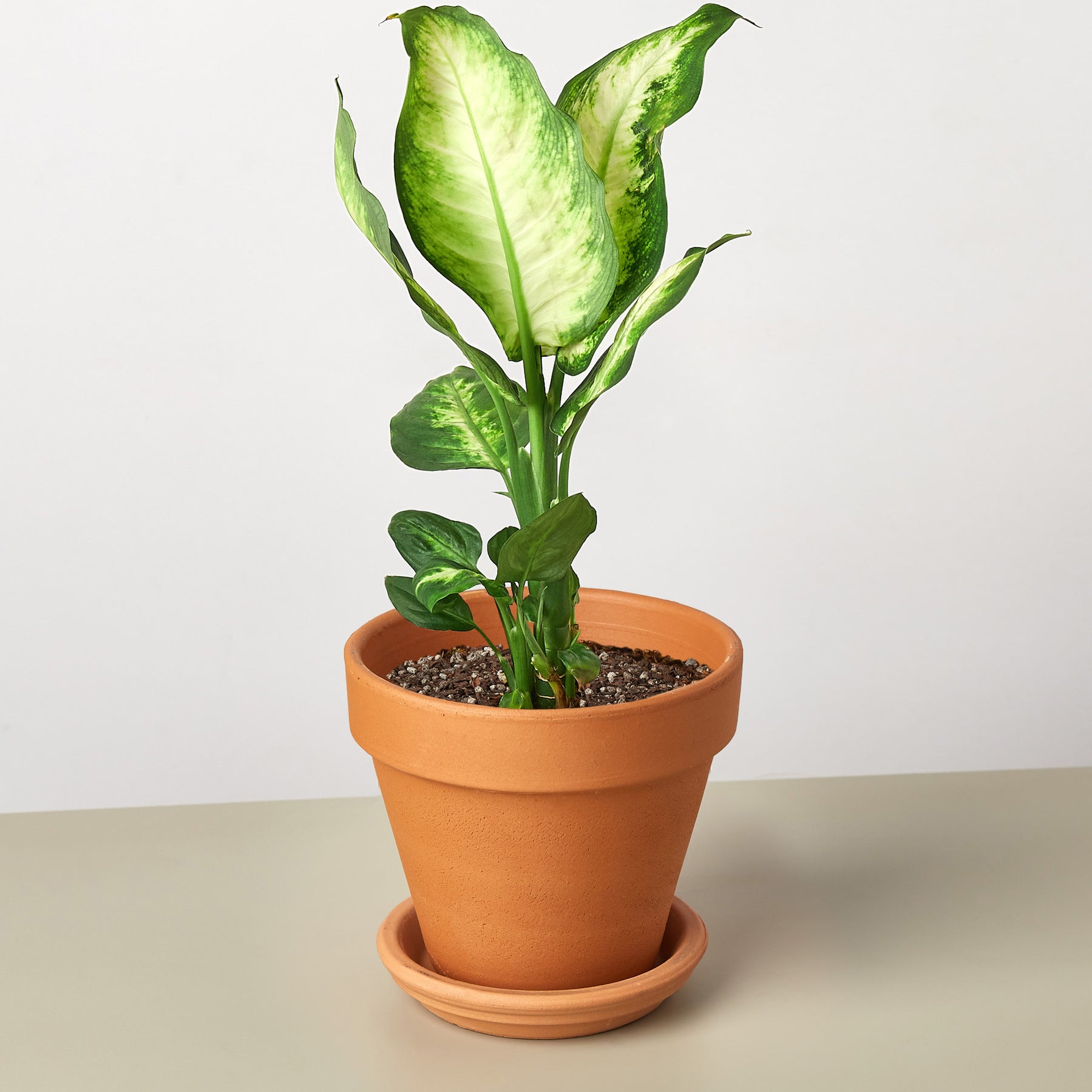 Dieffenbachia Camille | Indoor Plant | Tropical Plant | Potted Plant ...