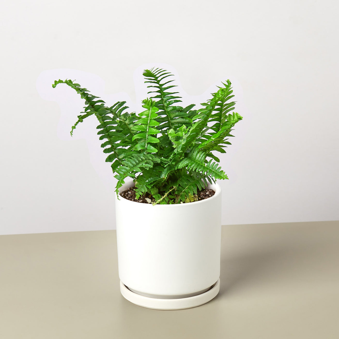 Jester's Crown Fern | Indoor Plant | Tropical Plant | Potted Plant ...
