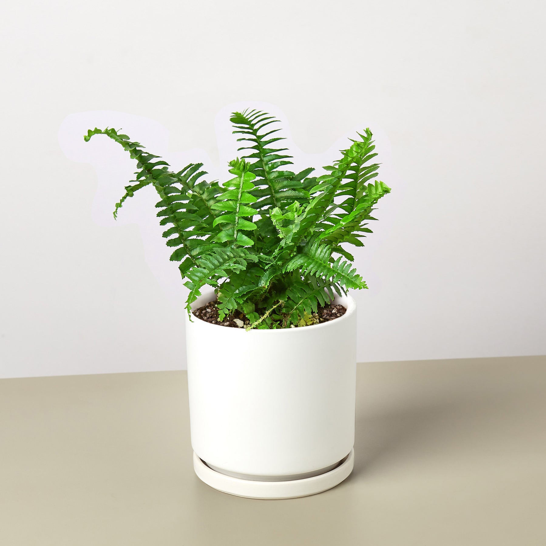Jester's Crown Fern | Indoor Plant | Tropical Plant | Potted Plant ...