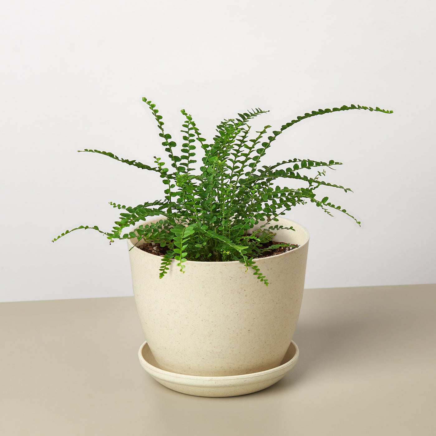 Lemon Button Fern | Indoor Plant | Tropical Plant | Potted Plant ...