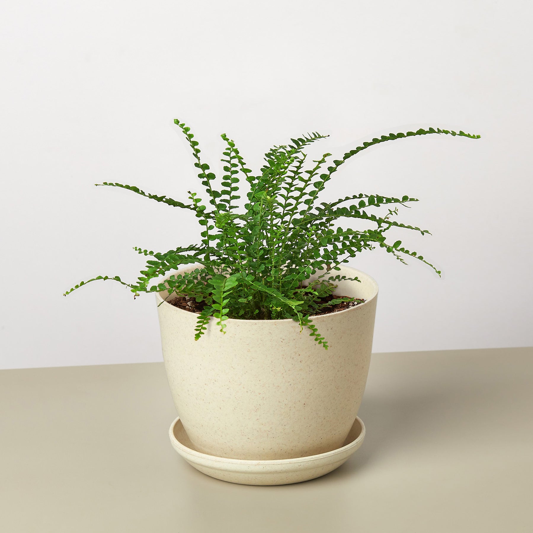 Lemon Button Fern | Indoor Plant | Tropical Plant | Potted Plant ...