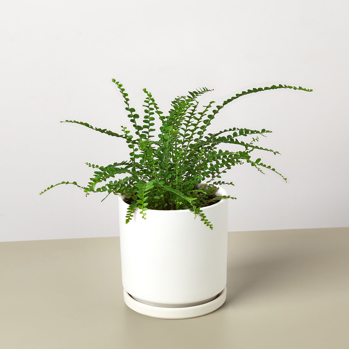 Lemon Button Fern | Indoor Plant | Tropical Plant | Potted Plant ...